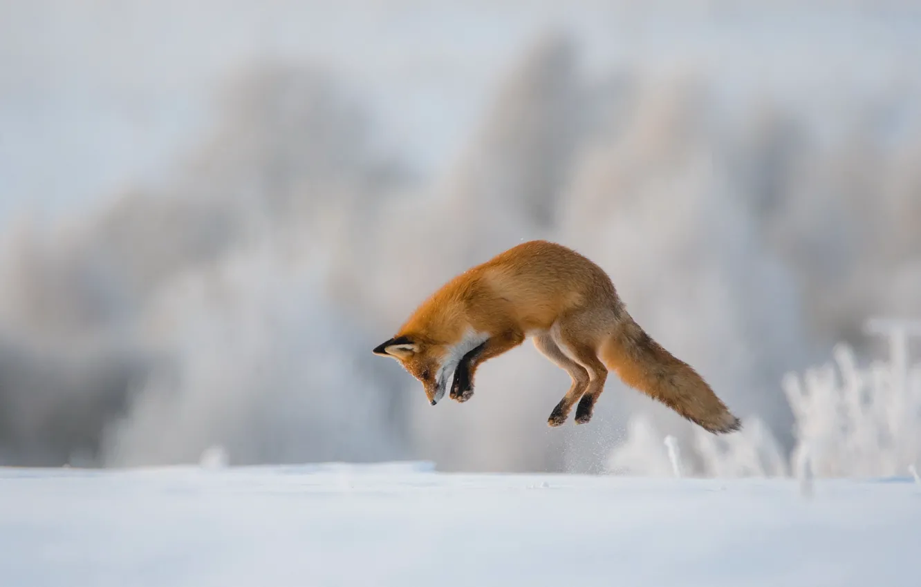 Wallpaper winter, jump, Fox, hunting images for desktop, section ...