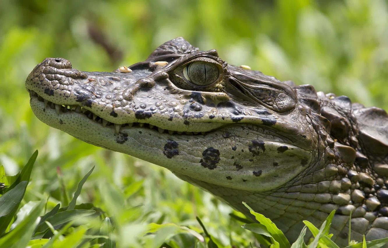 Wallpaper look, portrait, crocodile for mobile and desktop, section ...
