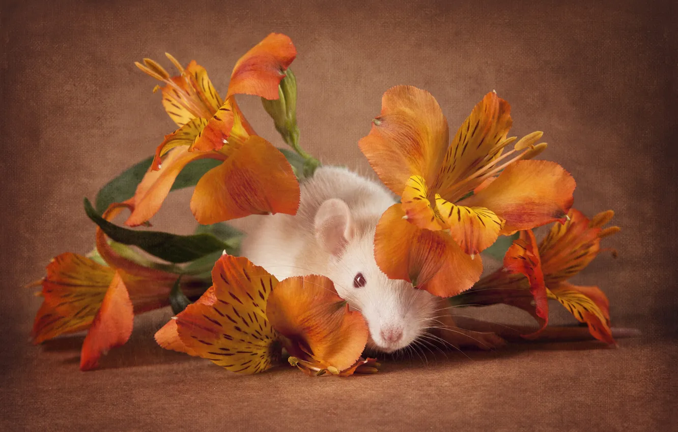 Wallpaper pose, mouse, mouse, muzzle, still life, rat for mobile and ...