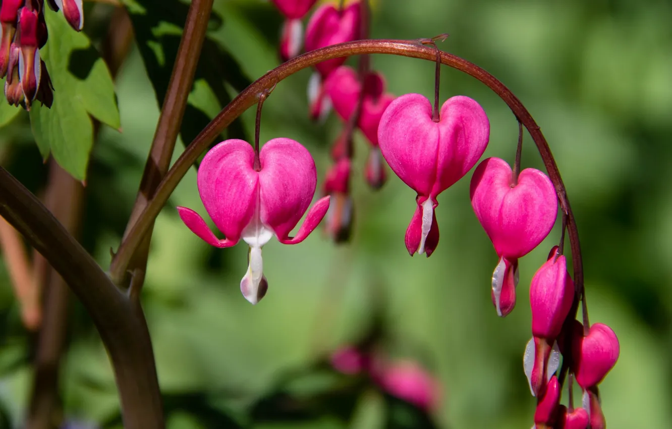 Wallpaper flowers, flowers, bokeh, bokeh, Pink flowers for mobile and desktop, section цветы ...