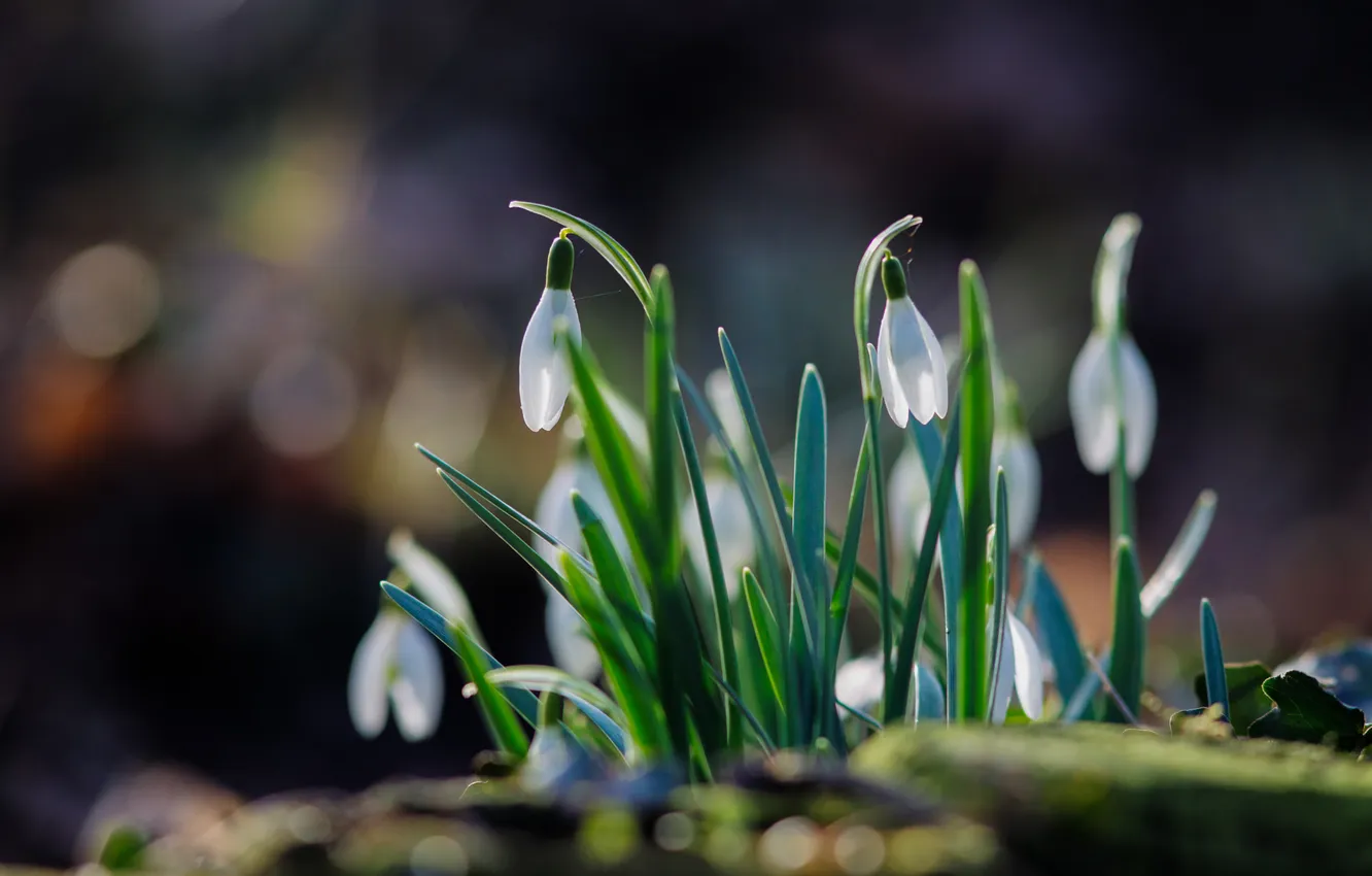 Wallpaper flowers, nature, spring, snowdrops, white, primroses, spring ...