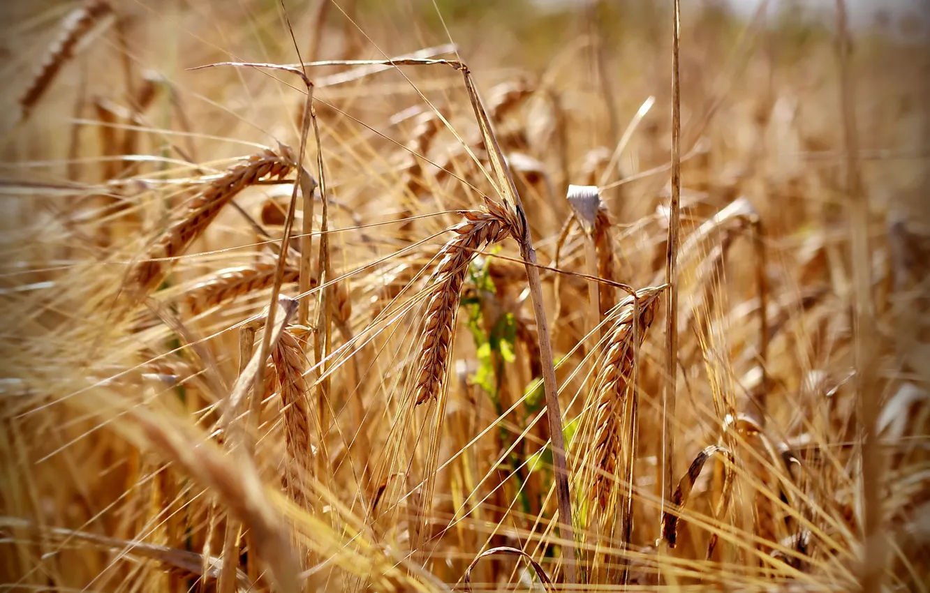 Wallpaper nature, grain, ear, harvest, Rye for mobile and desktop ...