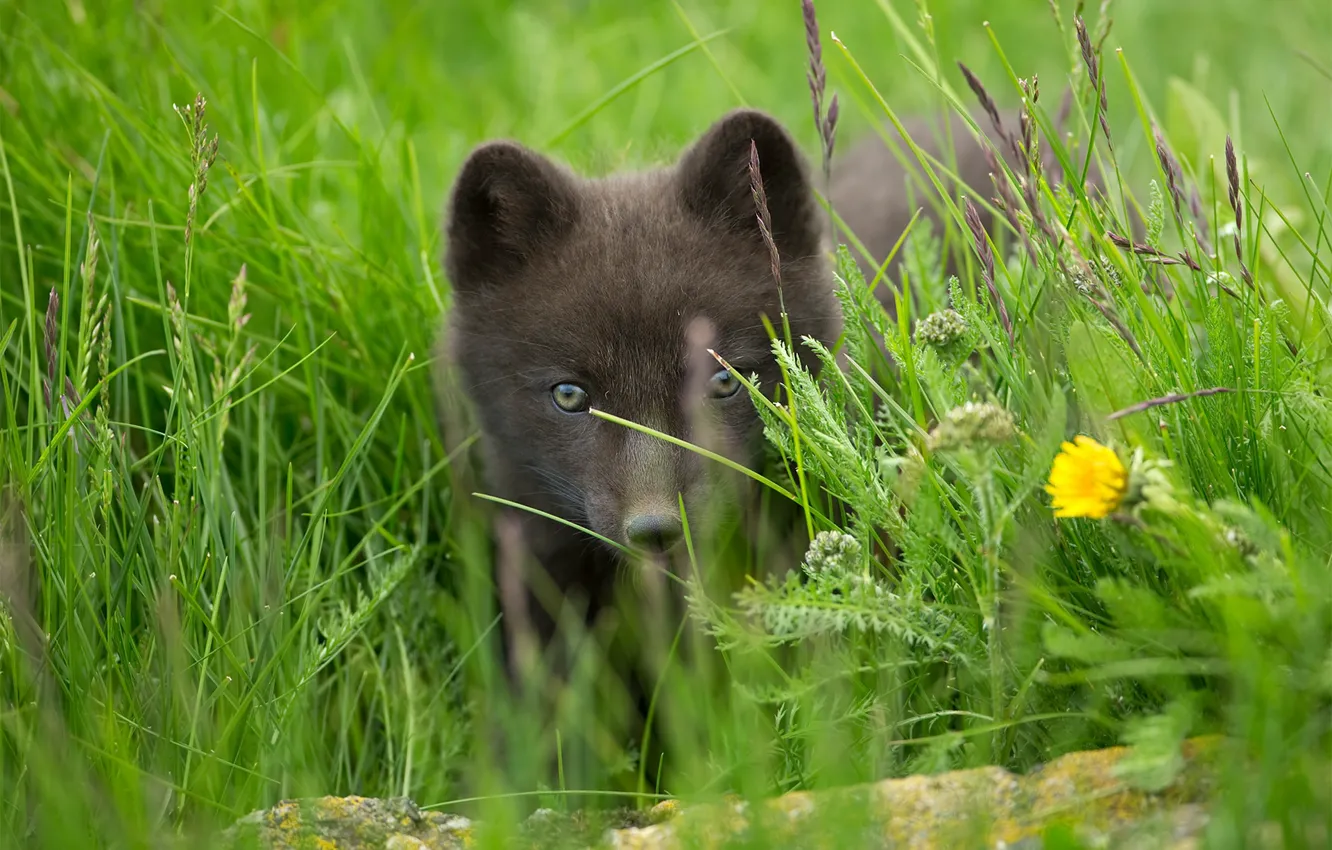 Wallpaper grass, look, glade, baby, cub, face, Fox, Peeps for mobile ...