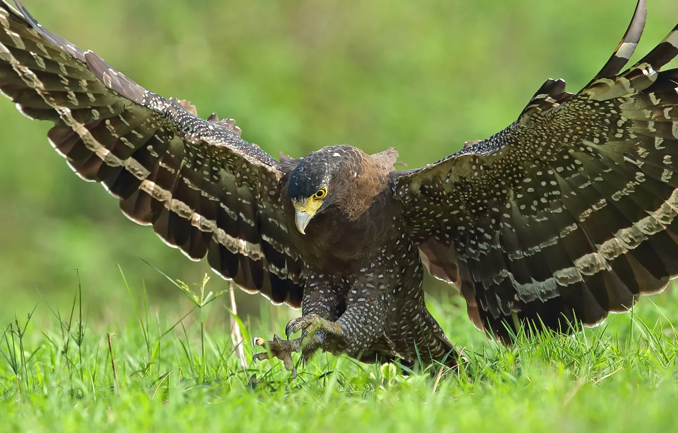 Wallpaper flight, nature, bird, eagle, weed images for desktop, section ...