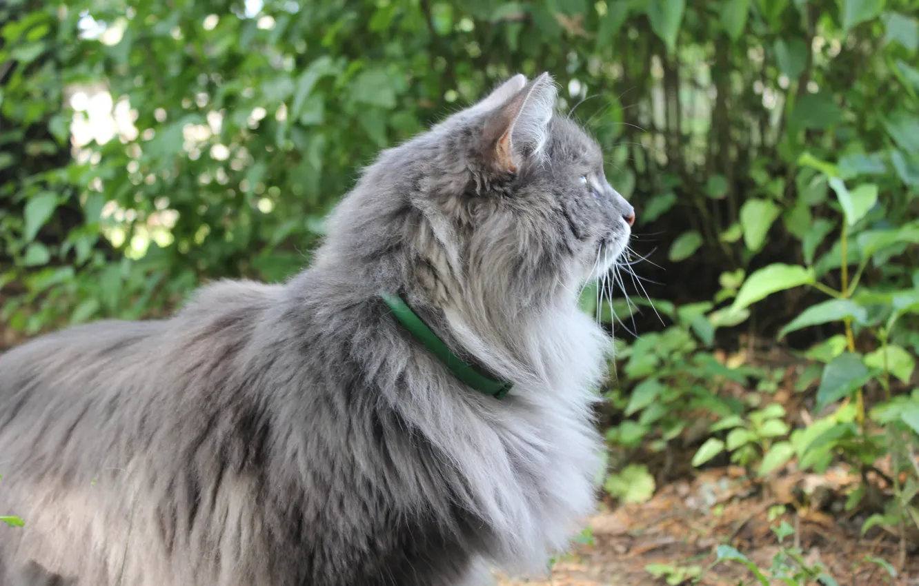 Wallpaper greens, cat, animals, summer, grass, cat, peer images for ...