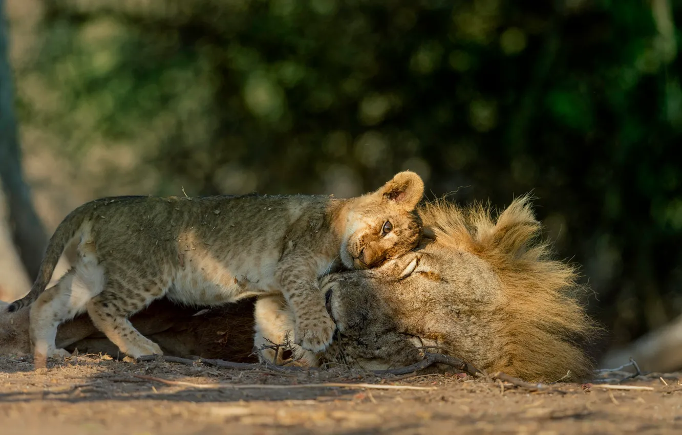 Wallpaper Leo, father, cub, lion, son for mobile and desktop, section ...