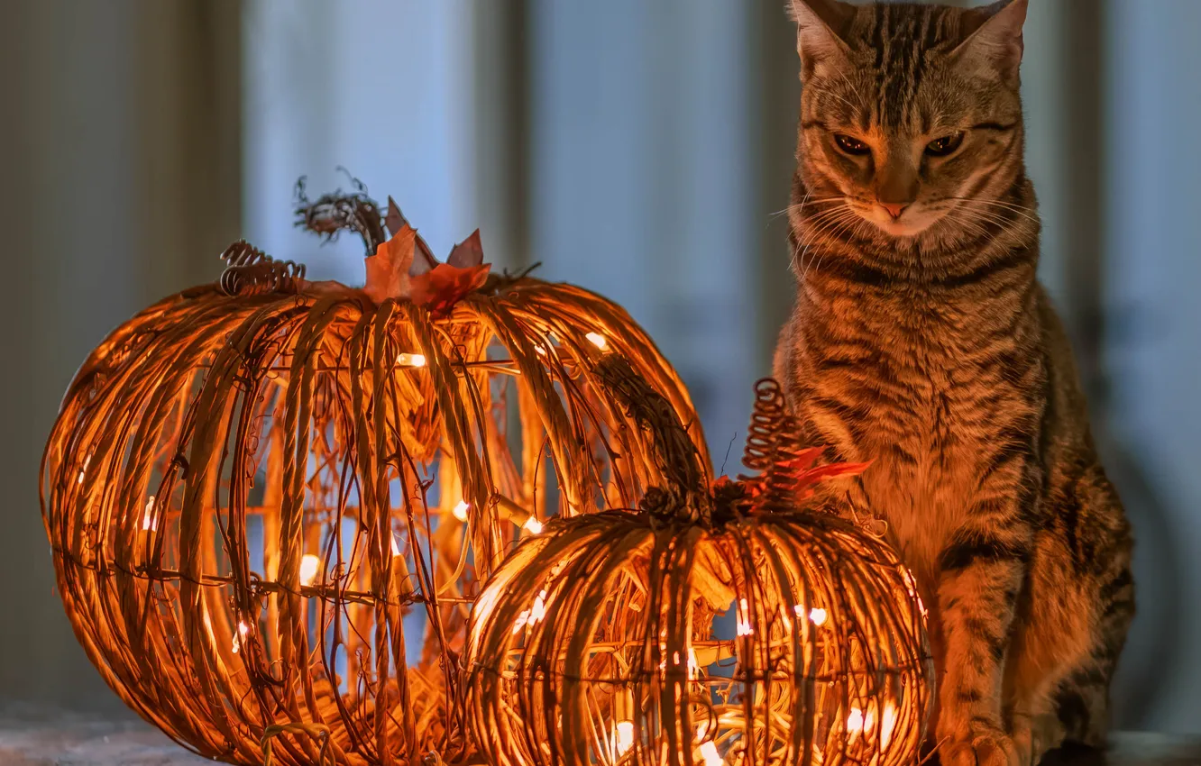 Wallpaper autumn, cat, cat, look, pose, pumpkin, Halloween, Halloween ...