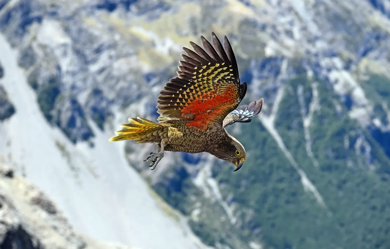 Wallpaper snow, flight, mountains, bird, the slopes, parrot, Jaco, flap ...