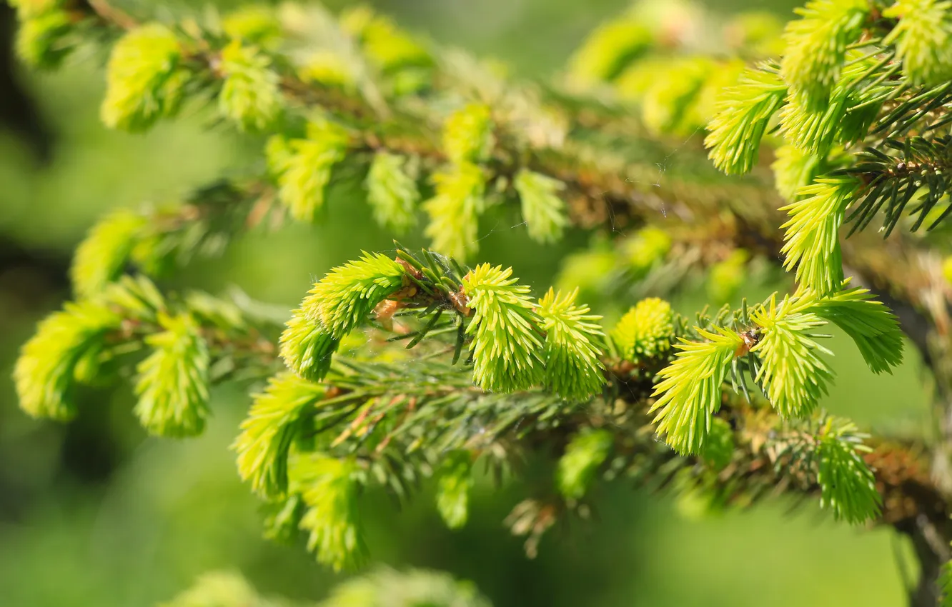 Wallpaper spring, spruce, twig for mobile and desktop, section природа ...