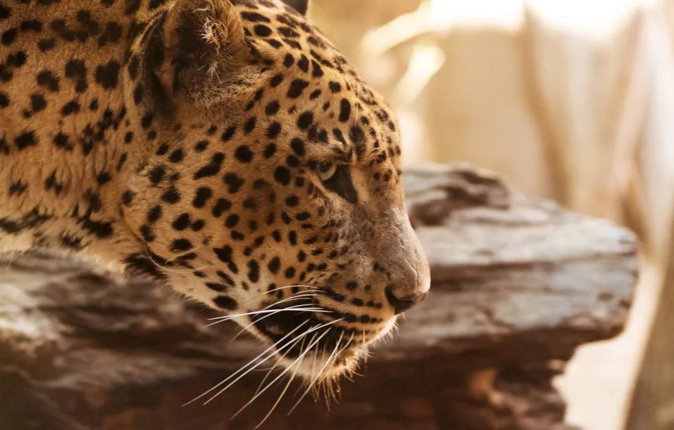 Wallpaper mustache, face, predator, leopard, side, big cat, spotted for ...
