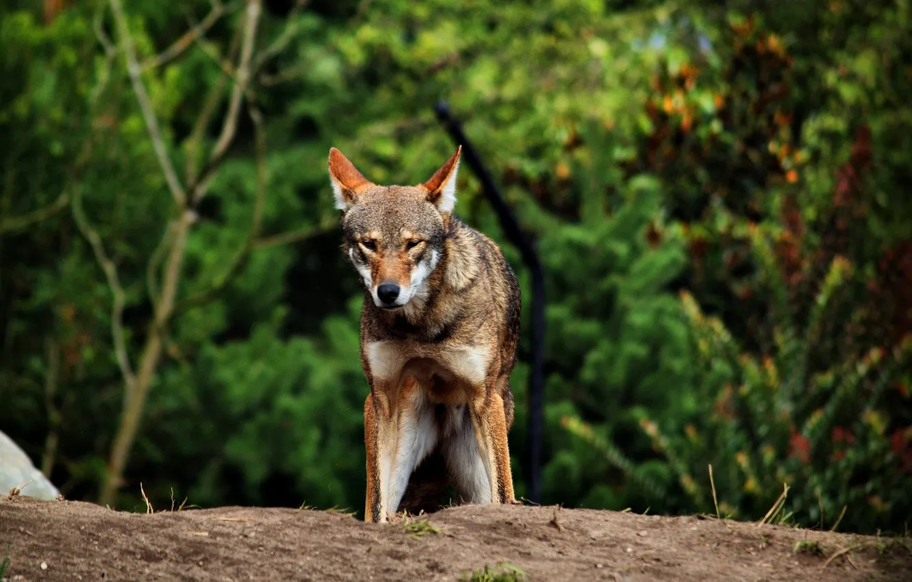 Wallpaper fantasy, nature, art, snow, predator, face, animal, wolf for ...