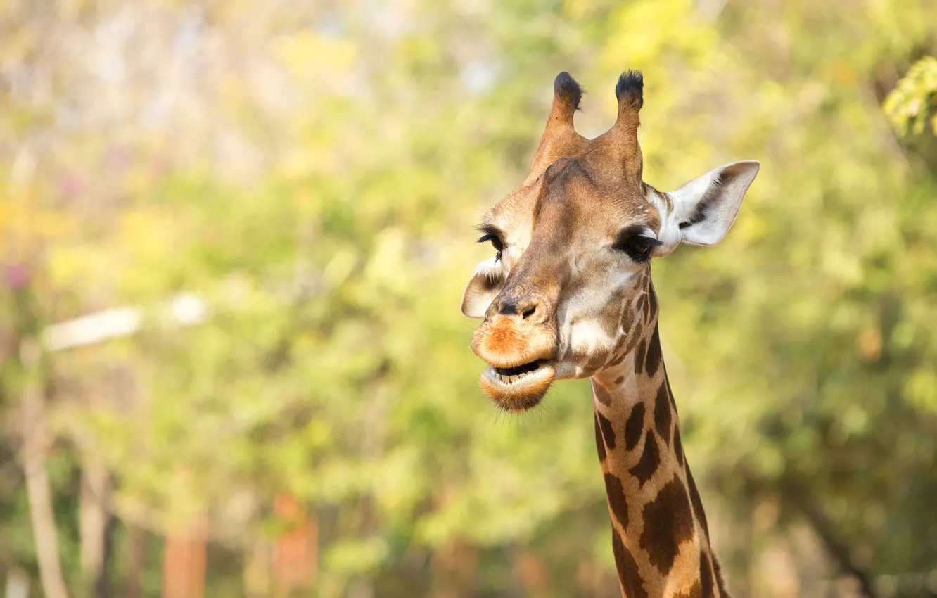 Wallpaper look, face, light, portrait, giraffe, bokeh for mobile and ...