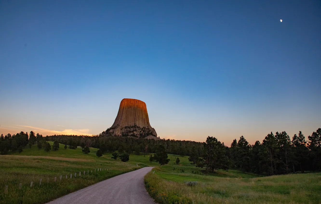 Wallpaper star, sky, trees, landscape, nature, wood, street, Tree Stumb ...