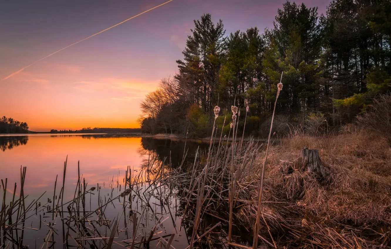 Wallpaper nature, lake, reed for mobile and desktop, section пейзажи ...