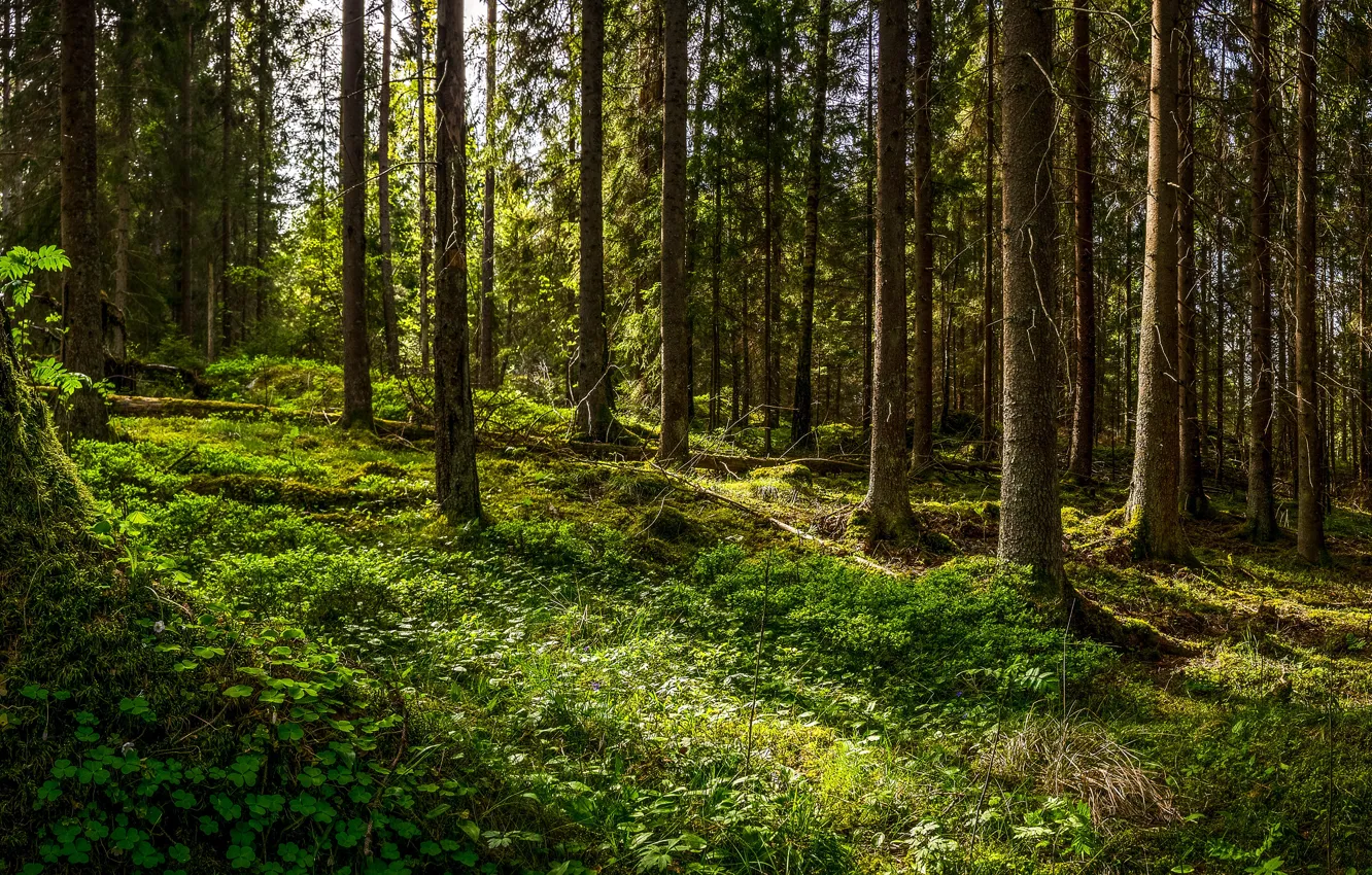 Wallpaper forest, forest, Wonderful forest, Wonderful forest for mobile ...