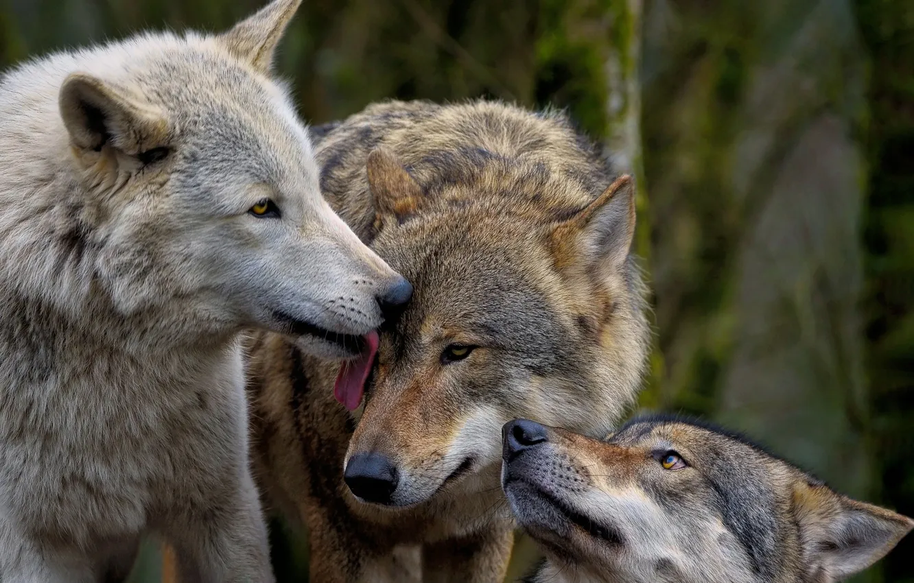 Wallpaper nature, snow, predator, face, animal, wolf, wolves, wildlife ...