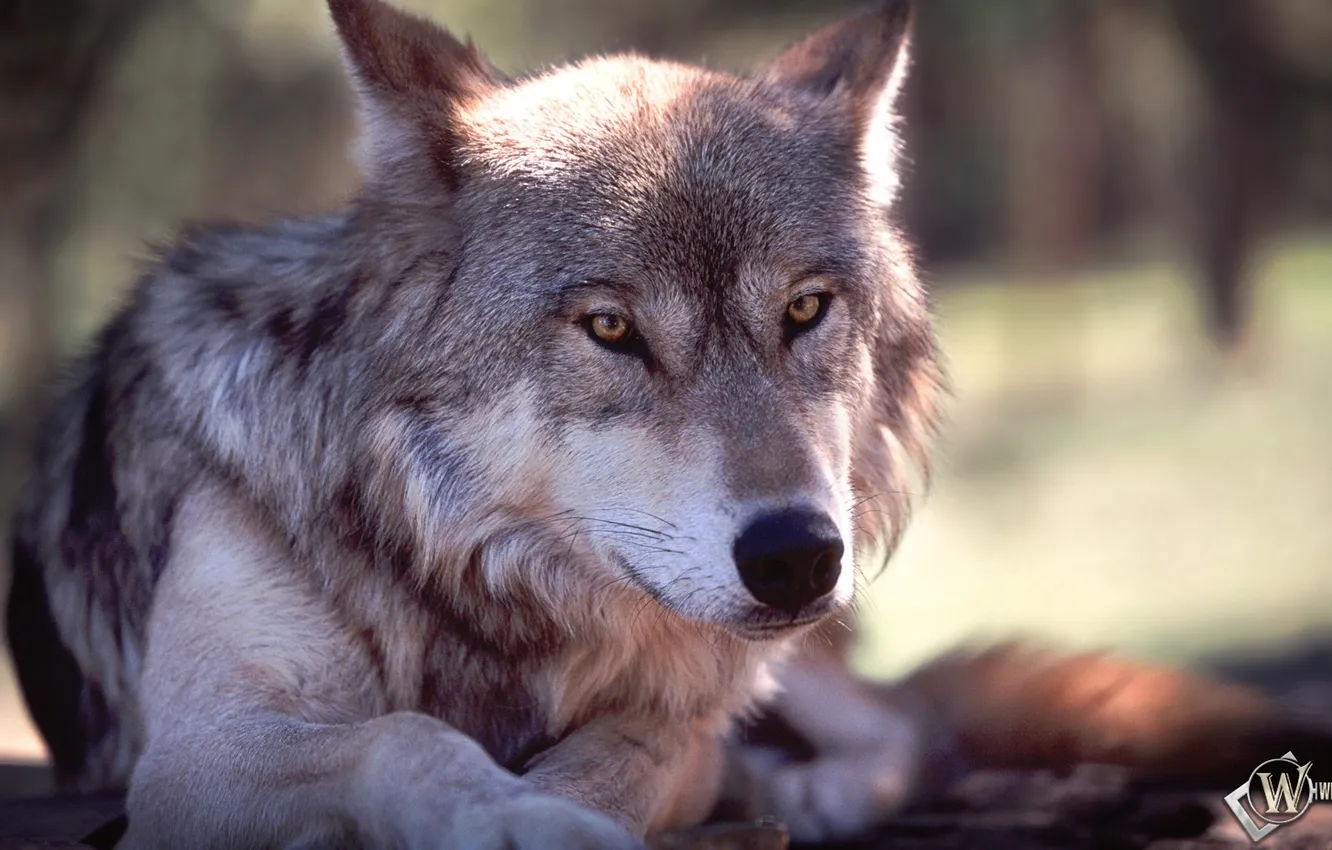 Wallpaper fantasy, Predator, nature, art, snow, face, animal, wolf for ...