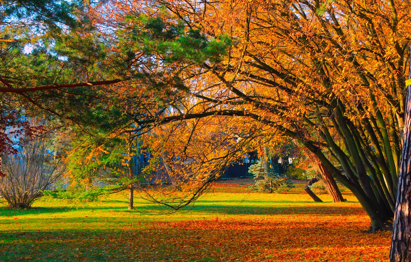 Wallpaper park, autumn, tree for mobile and desktop, section пейзажи ...