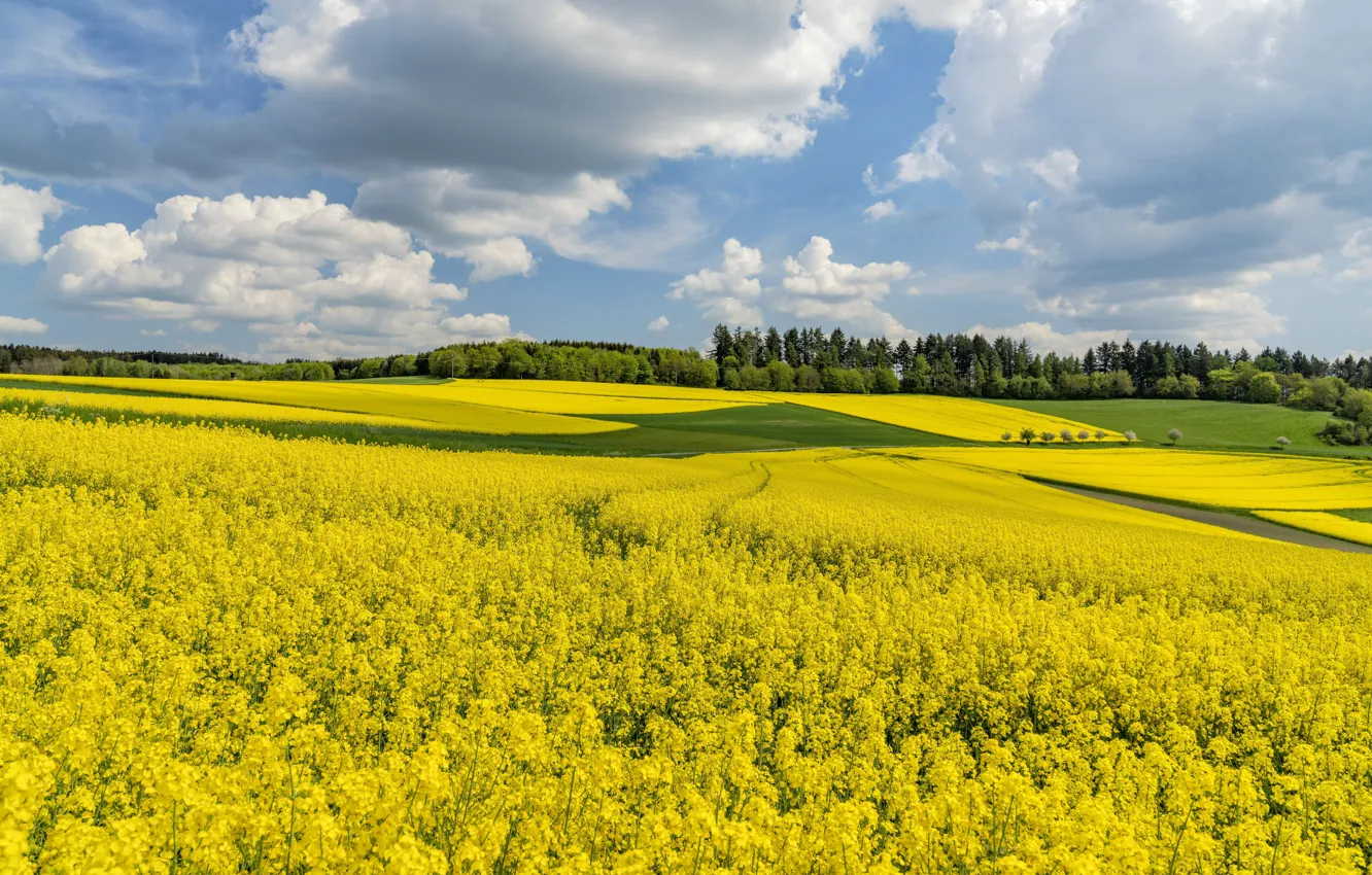 Wallpaper field, flowers, spring, rape, rapeseed field for mobile and ...