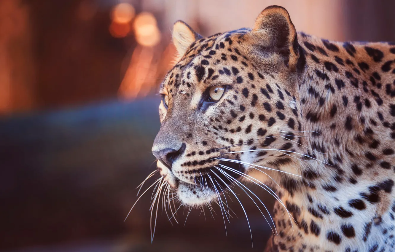Wallpaper look, face, light, lights, background, portrait, leopard ...