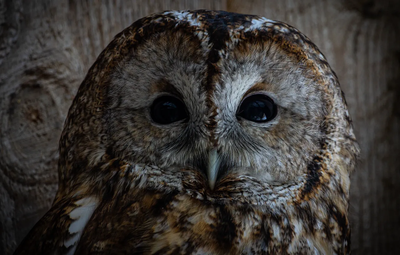 Wallpaper look, close-up, owl, bird, owl for mobile and desktop ...