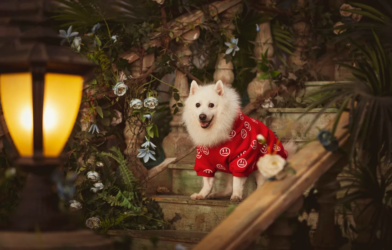 Wallpaper look, pose, clothing, dog, costume, outfit, image, face for ...