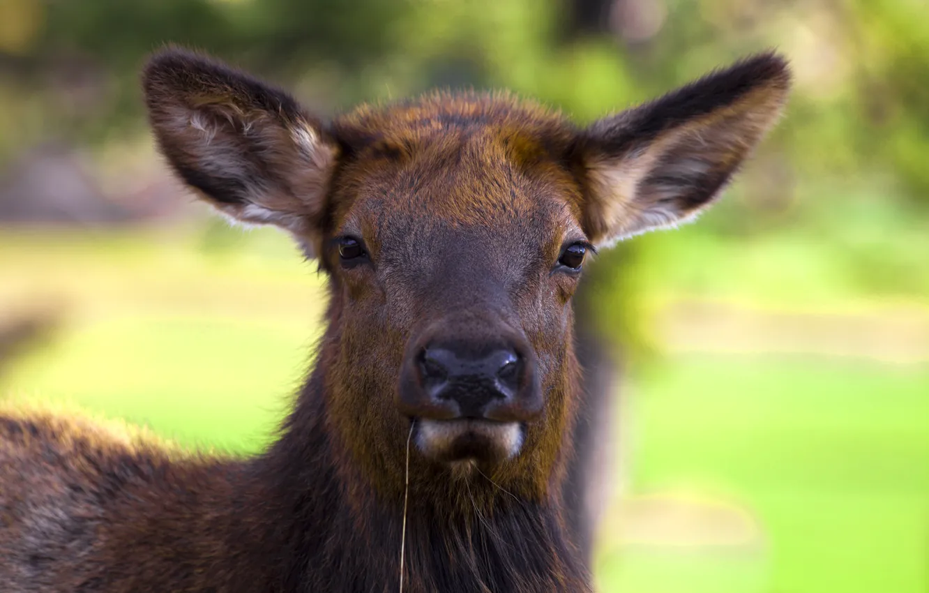 Wallpaper look, animal, portrait, cub, face, moose, a blade of grass ...