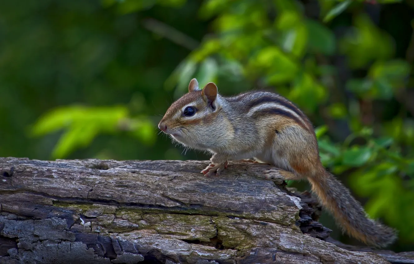 Wallpaper trees, Chipmunk, cheeks for mobile and desktop, section ...