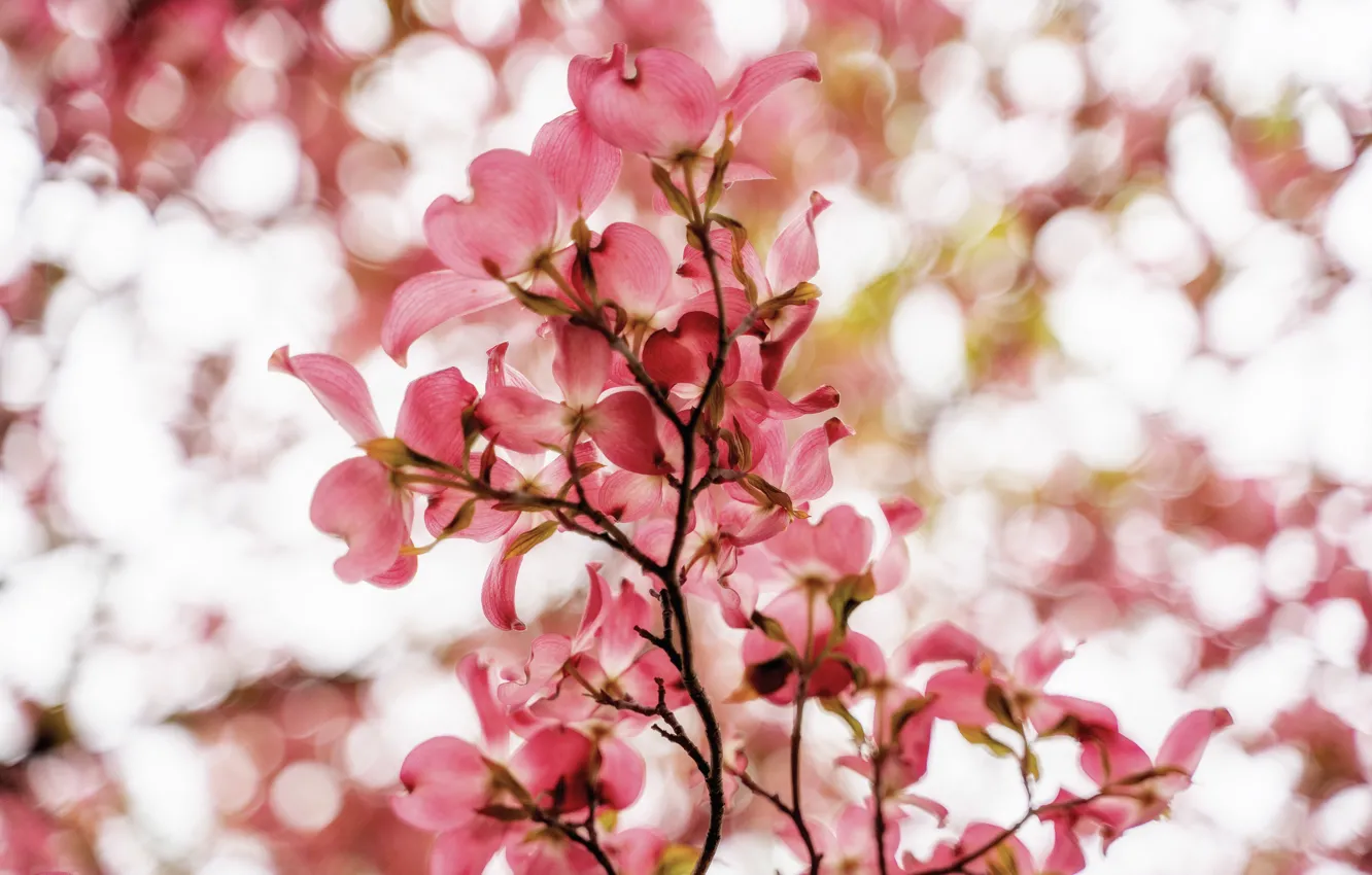 Wallpaper flowers, branches, spring, flowering, dogwood for mobile and ...