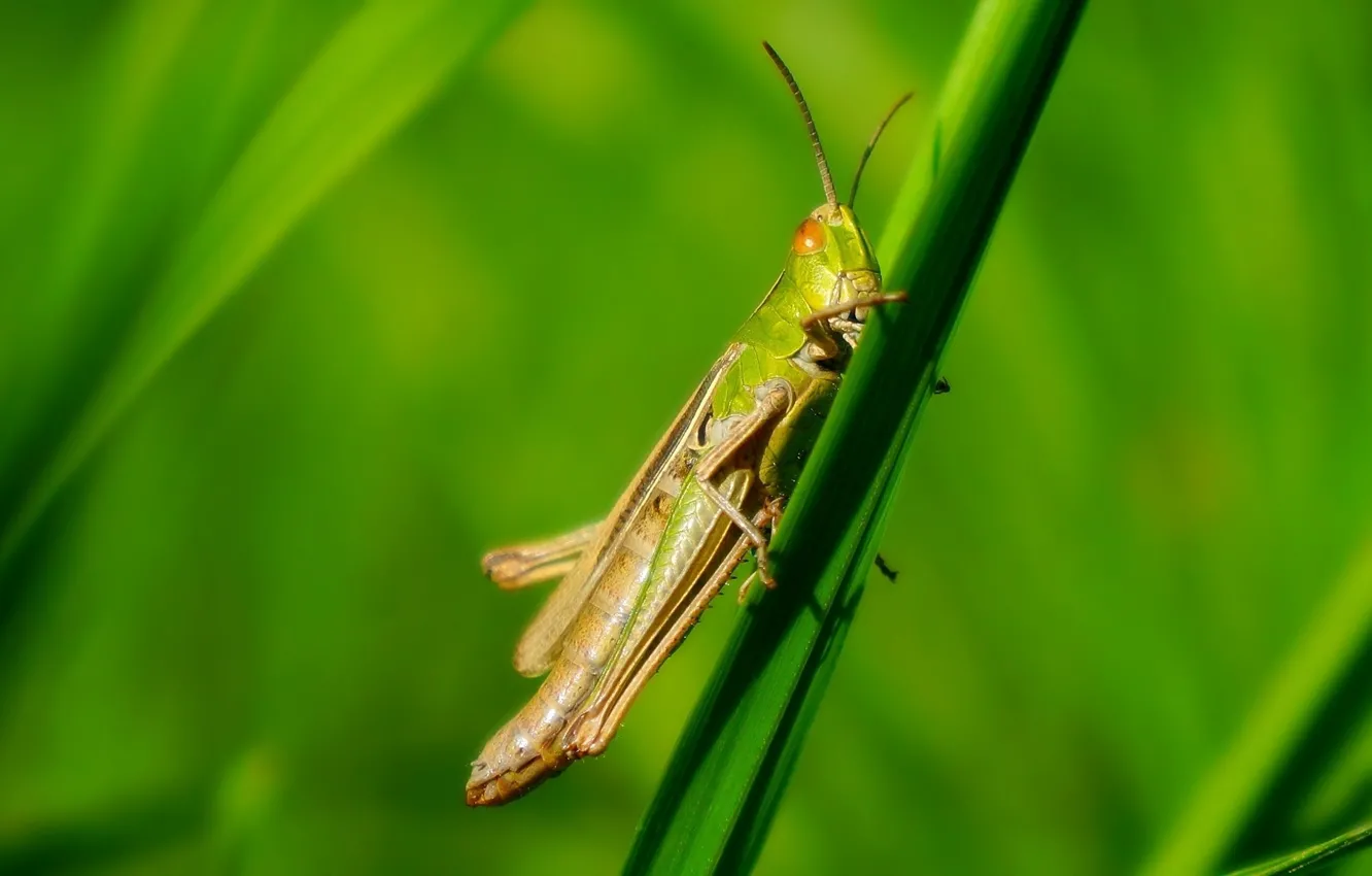 Wallpaper green, insect, cricket for mobile and desktop, section ...