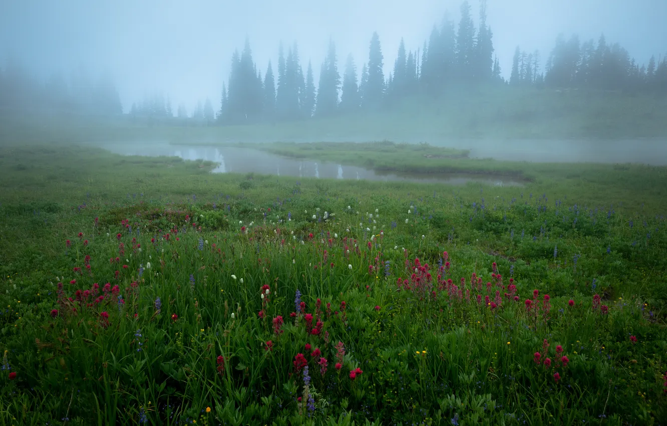 Wallpaper field, forest, flowers, fog, meadow for mobile and desktop ...