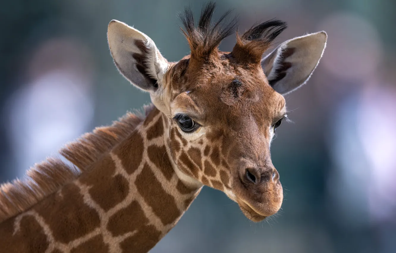 Wallpaper look, portrait, giraffe, cub, face, bokeh for mobile and ...