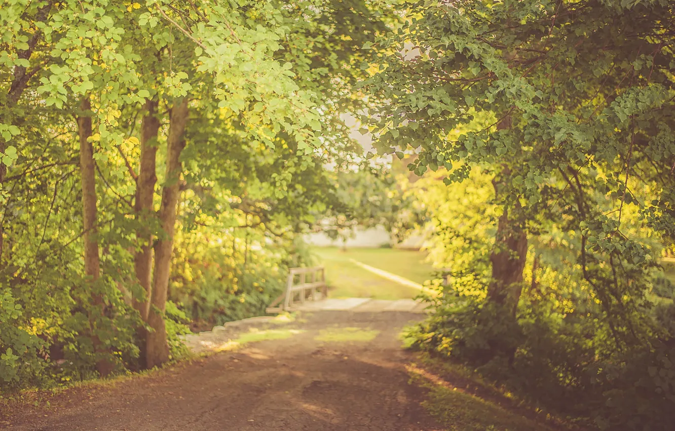 Wallpaper road, trees, bridge, leaves, shadows, sunlight, branches ...