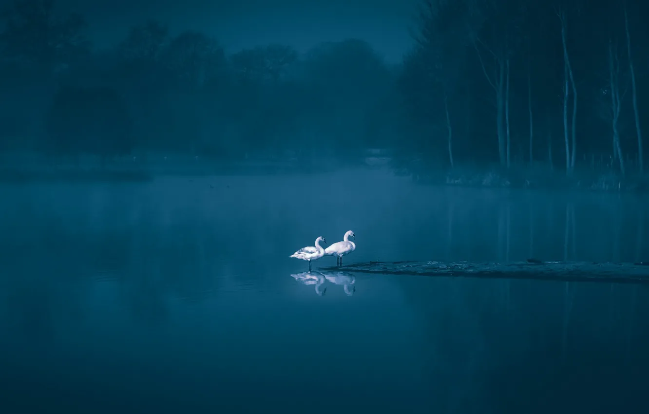 Wallpaper fog, lake, swans for mobile and desktop, section природа ...