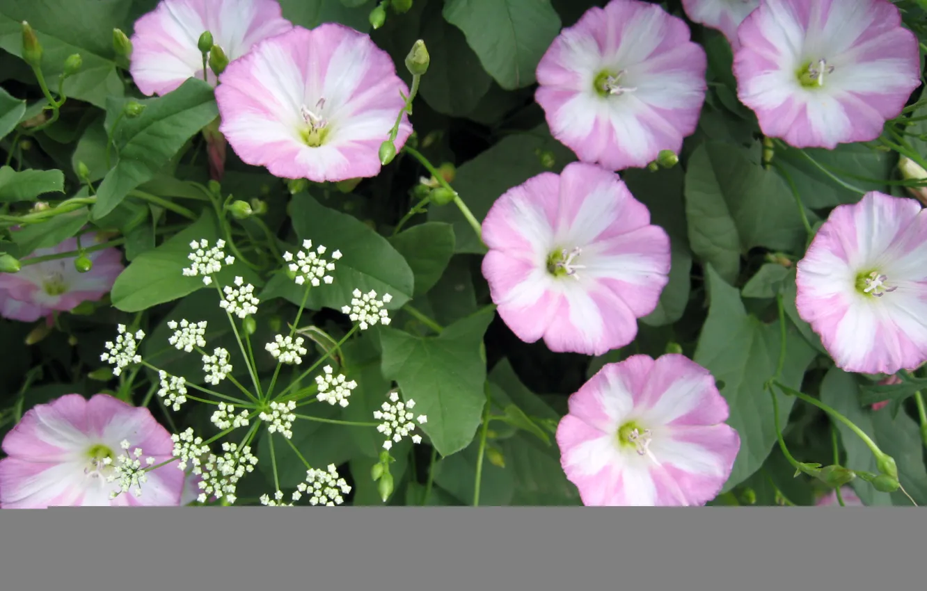 Wallpaper Greens Summer Grass Flowers For Mobile And Desktop