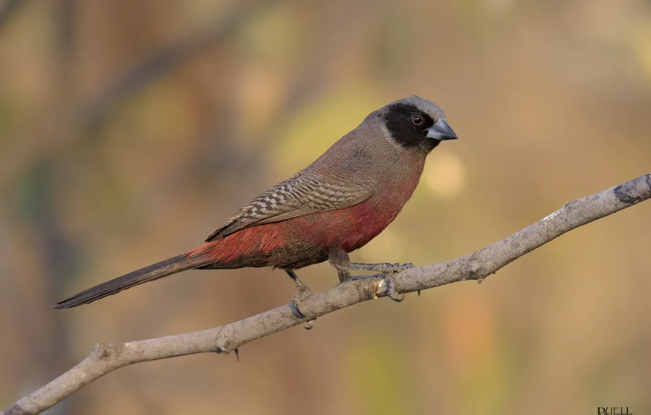 Wallpaper sprig, background, bird, DUELL © for mobile and desktop ...