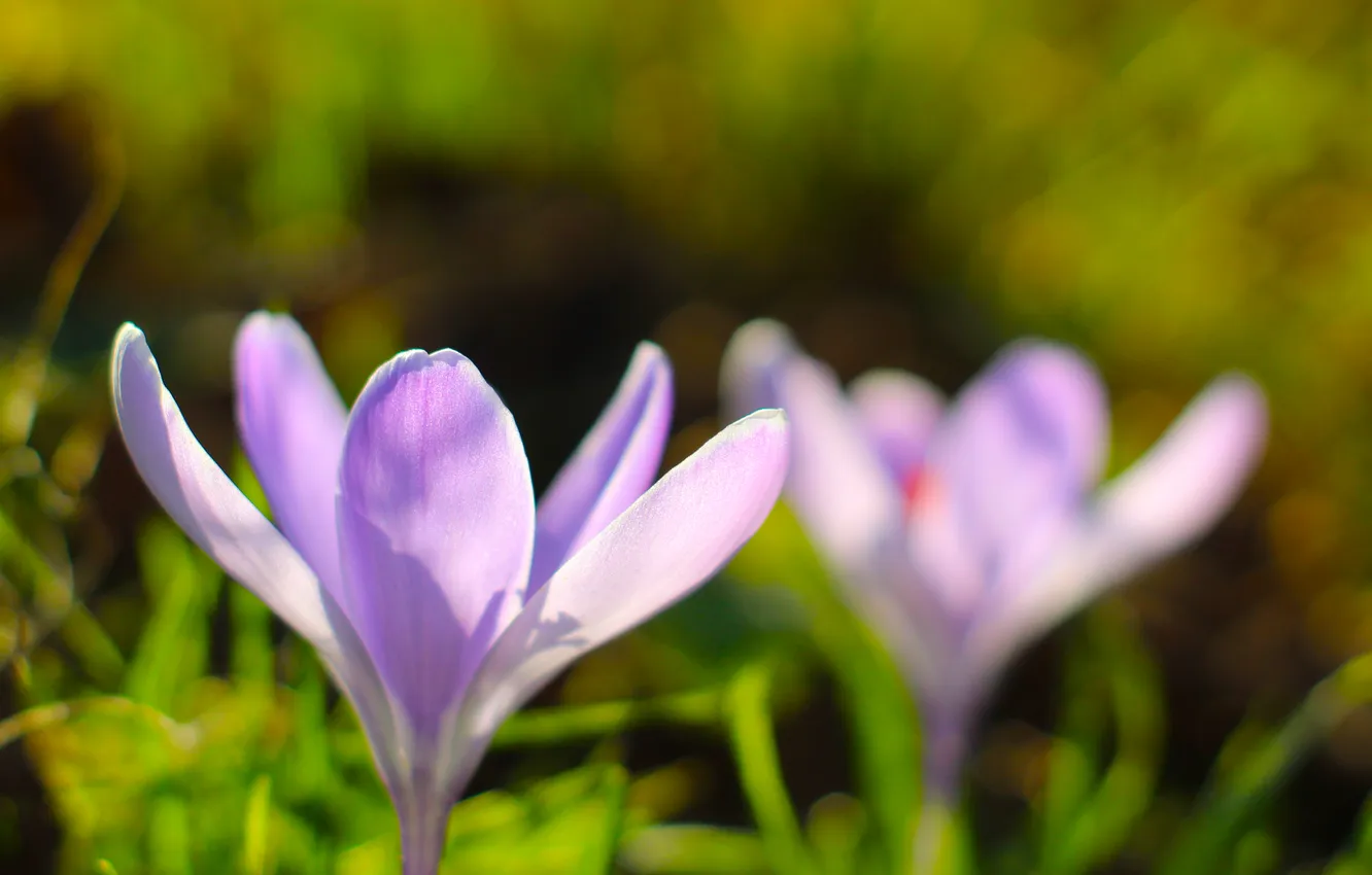 Wallpaper flower, spring, Crocus for mobile and desktop, section ...