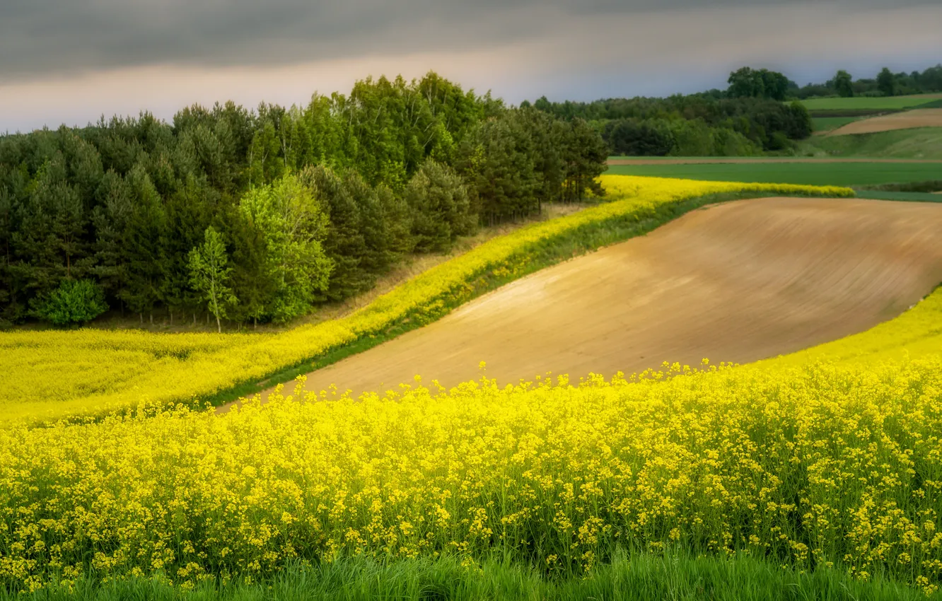 Wallpaper summer, nature, rape for mobile and desktop, section природа ...