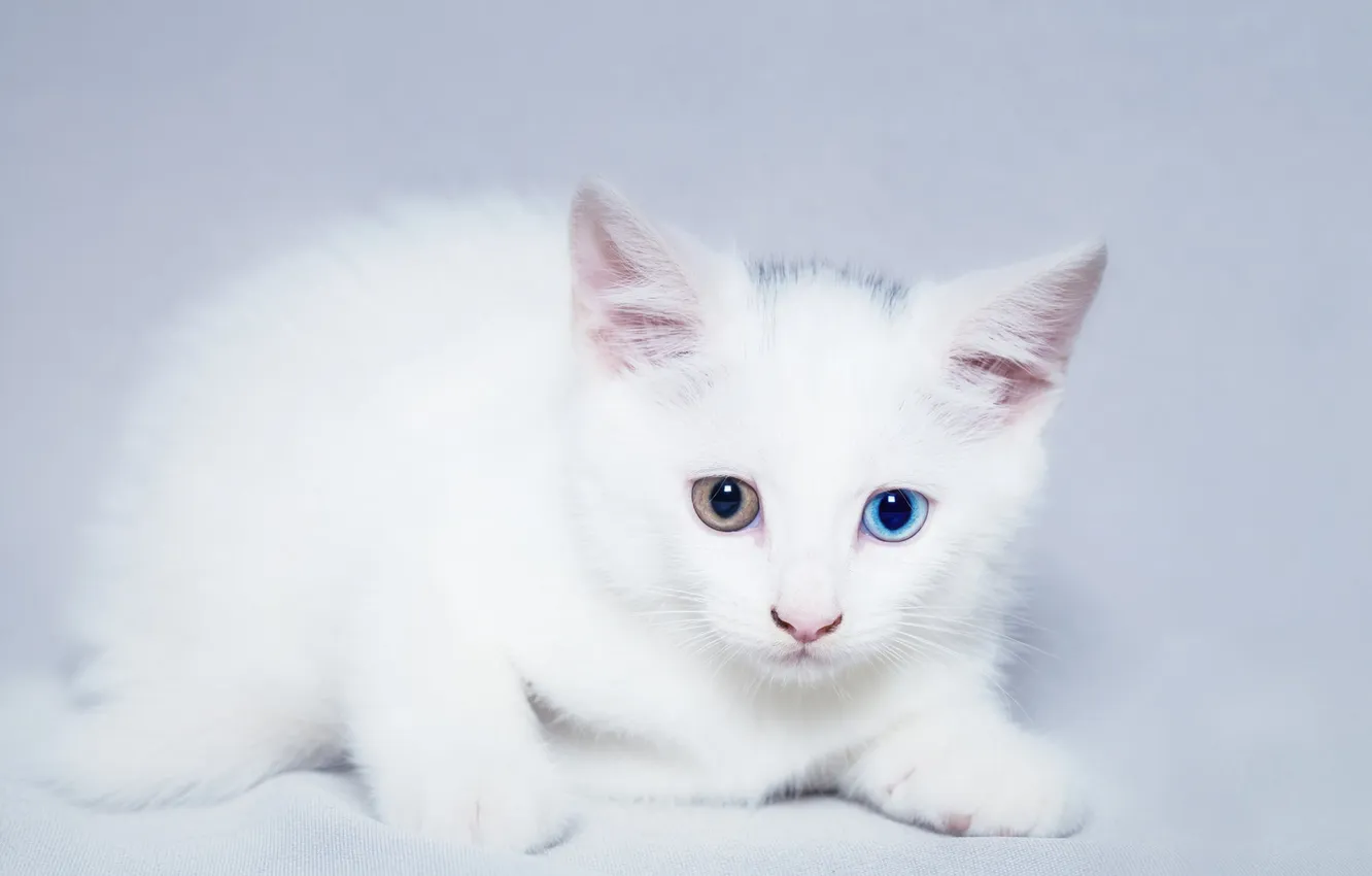 Wallpaper cat, cat, look, pose, kitty, face for mobile and desktop ...