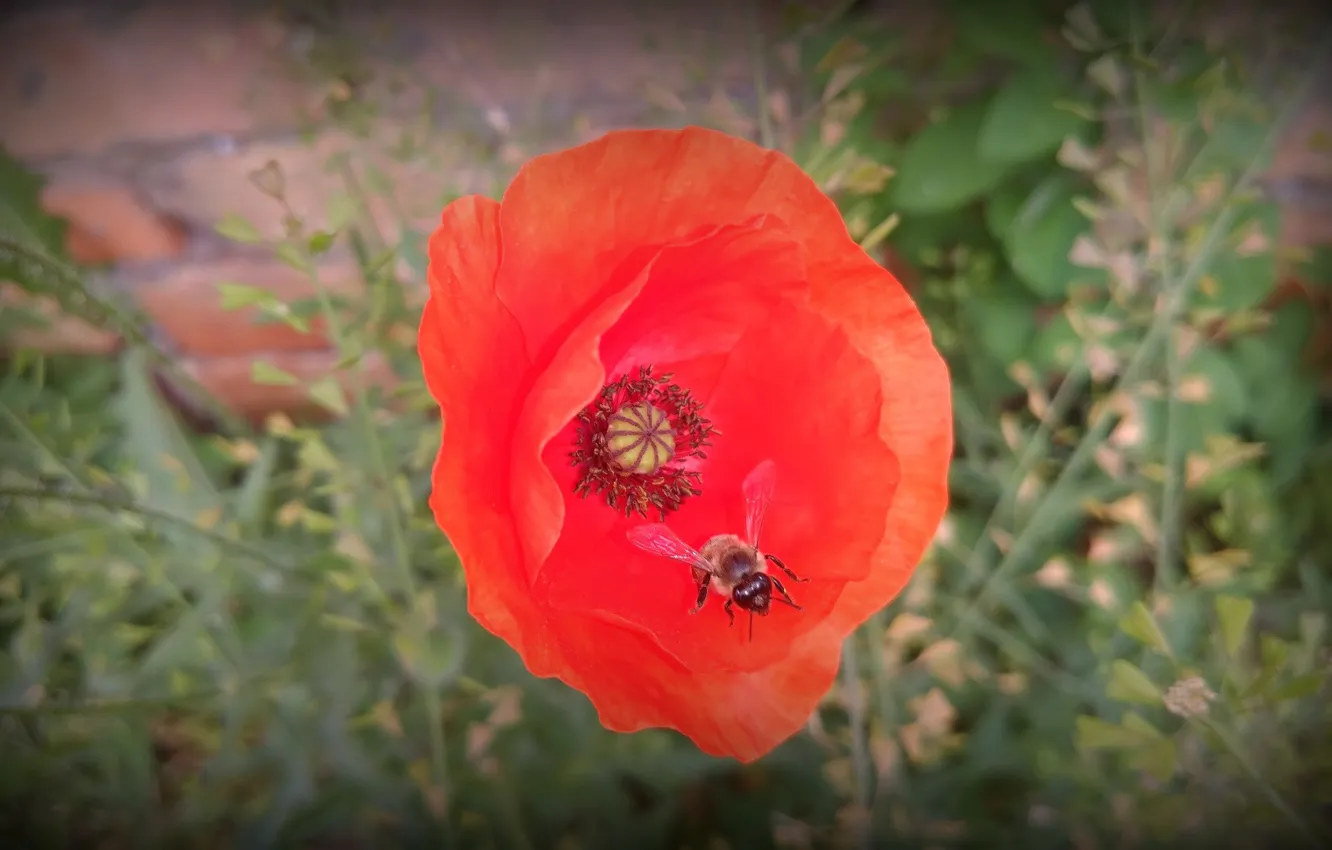 Wallpaper flowers, bee, Mac, Meduzanol © for mobile and desktop ...