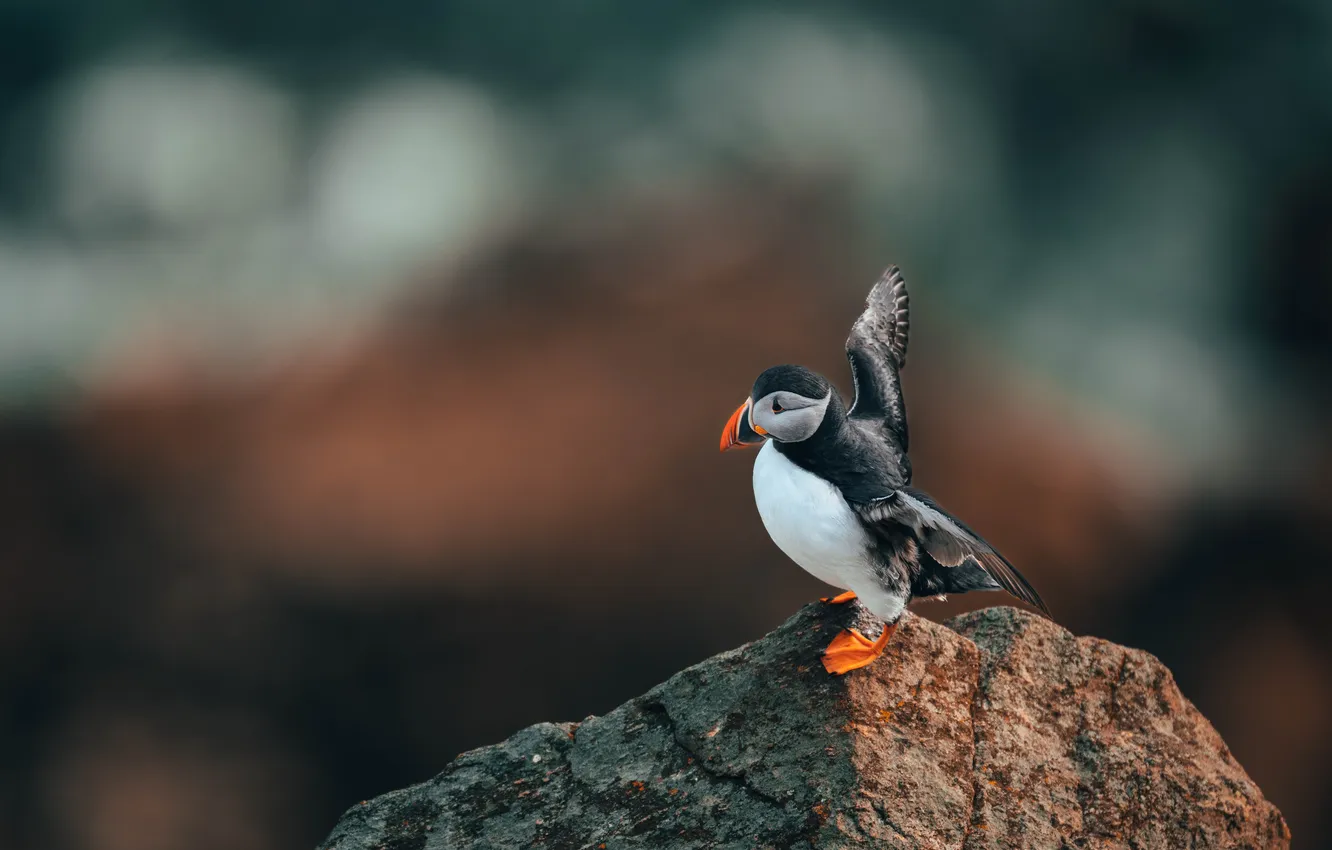 Wallpaper nature, bird, Puffin for mobile and desktop, section животные ...