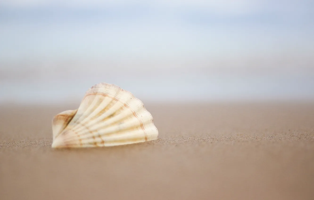 Wallpaper sand, sea, beach, nature, shore, shell for mobile and desktop ...