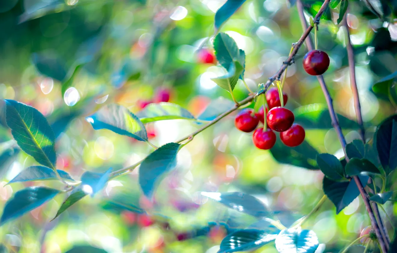 Wallpaper leaves, branches, cherry, berries, blur, blur, cherry, bokeh for mobile and desktop ...