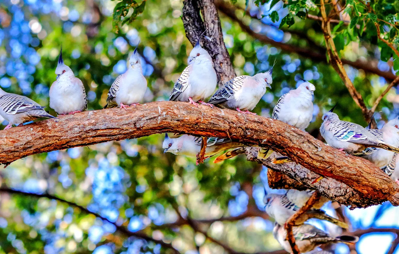 Wallpaper light, trees, branches, glare, bird, foliage, pack, pigeons ...