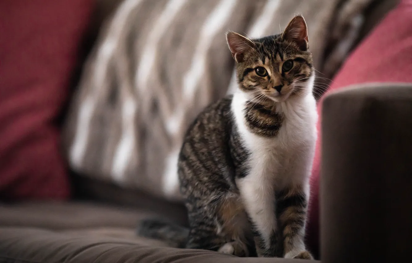 Wallpaper cat, cat, look, pose, face for mobile and desktop, section ...