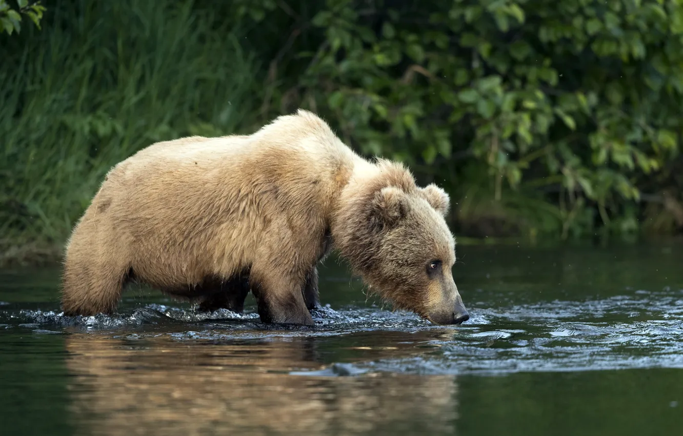 Wallpaper nature, river, bear for mobile and desktop, section животные ...