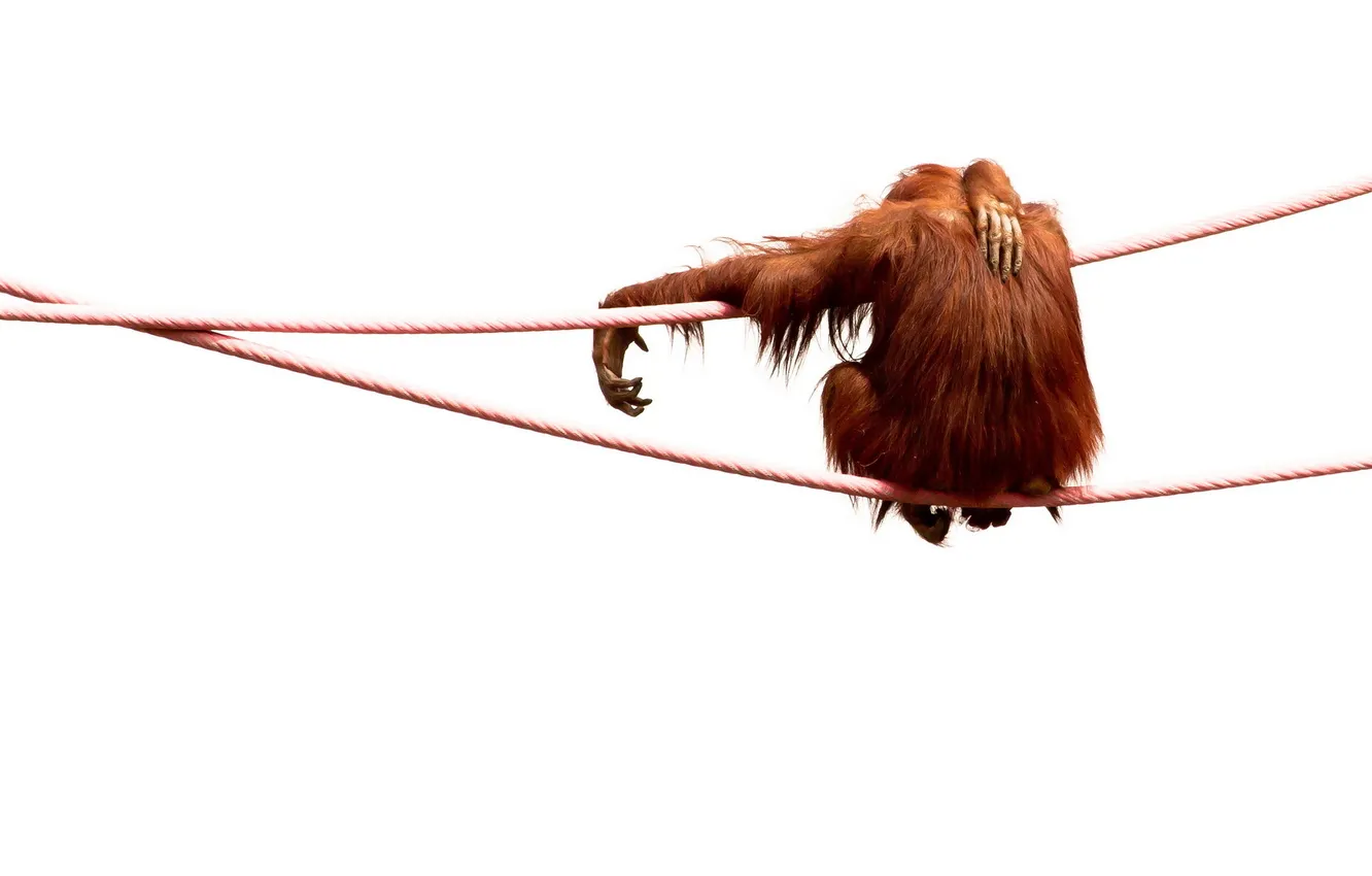 Wallpaper background, monkey, rope for mobile and desktop, section ...