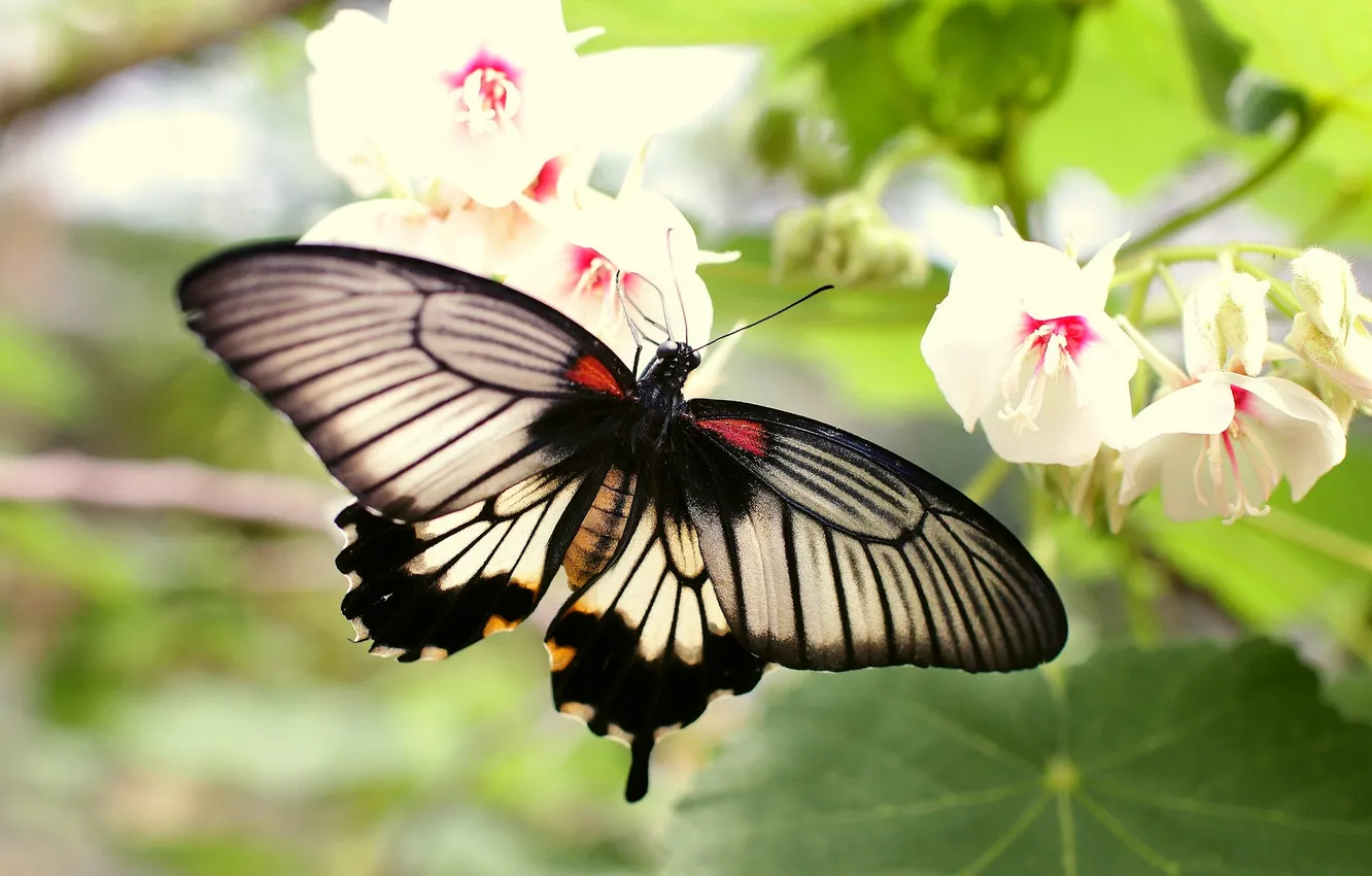 Wallpaper flowers, butterfly, wings, beautiful, closeup for mobile and ...