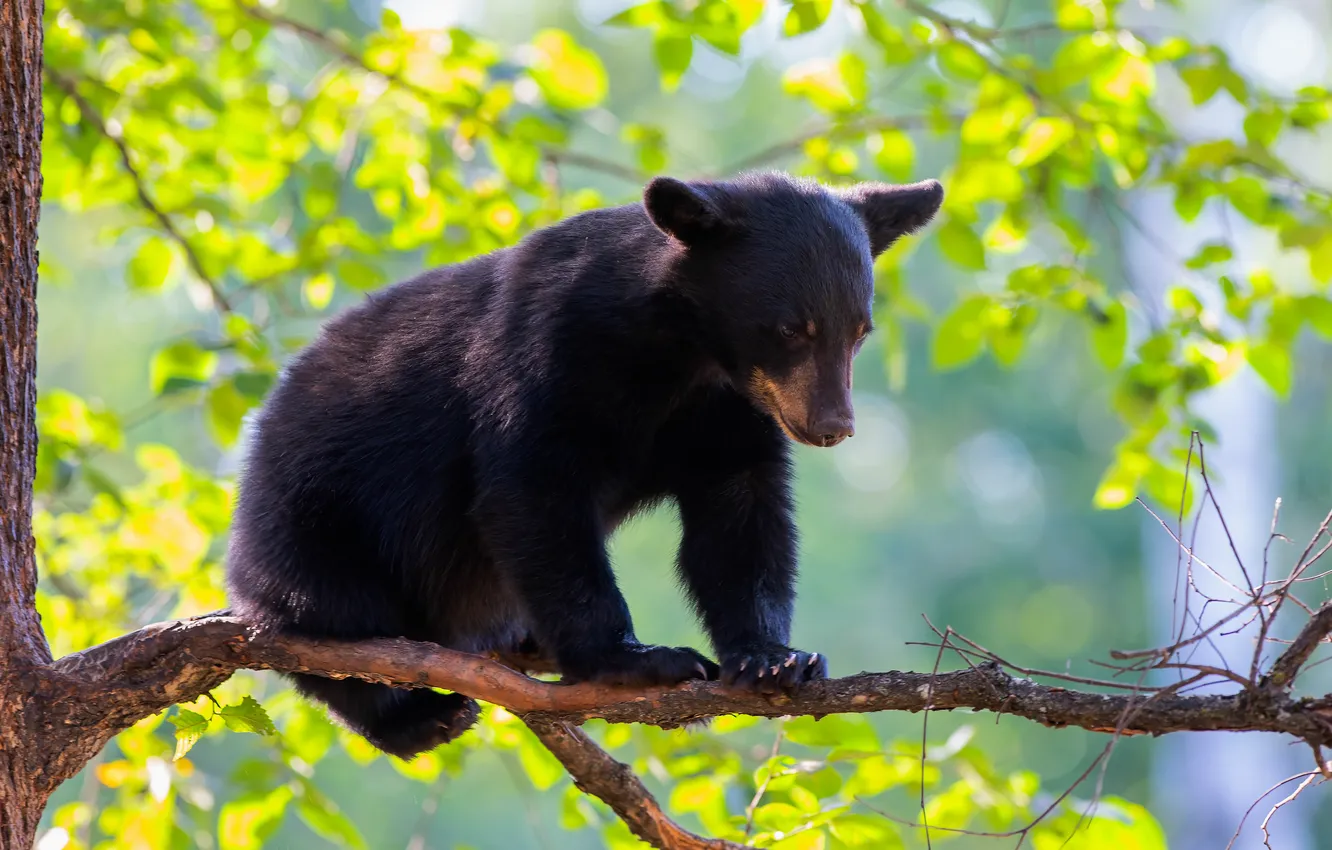 Wallpaper light, trees, branches, foliage, spring, bear, bear, Baribal ...
