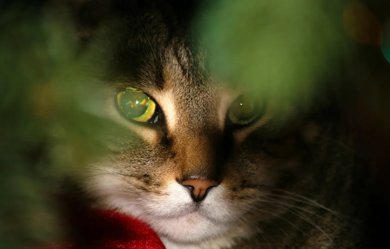 Wallpaper cat, cat, look, pose, face for mobile and desktop, section ...